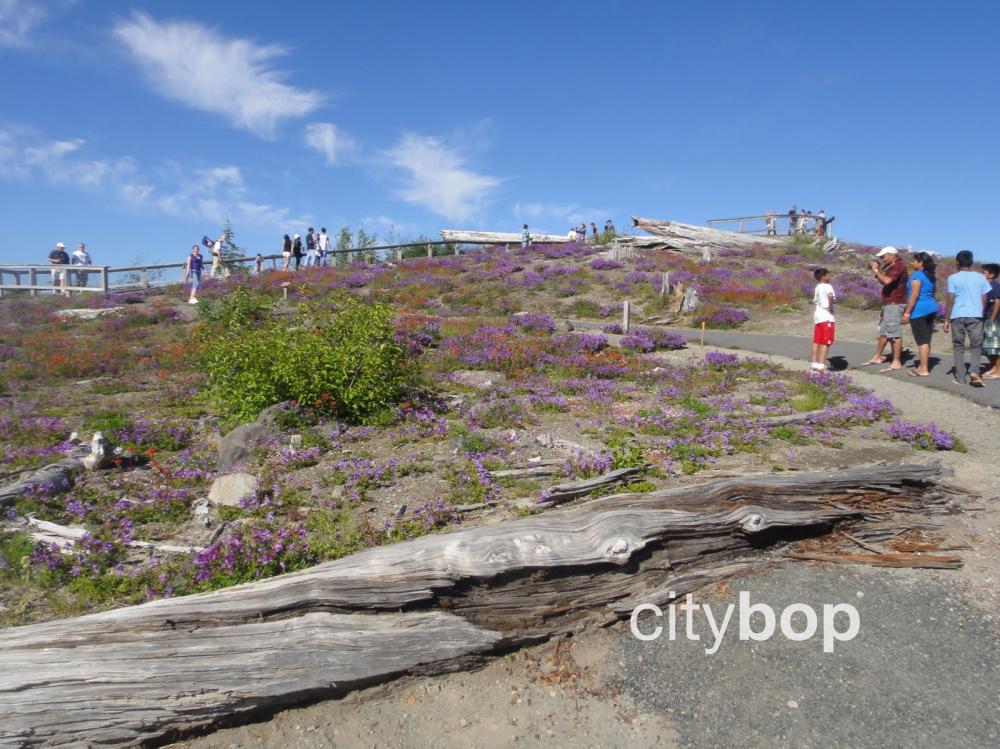 Mt Saint Helens (WA) - BEST Things to Do - CityBOP