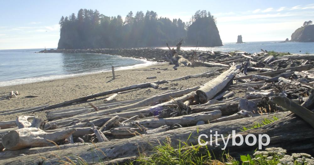 5 BEST Things to do at First Beach La Push (WA)