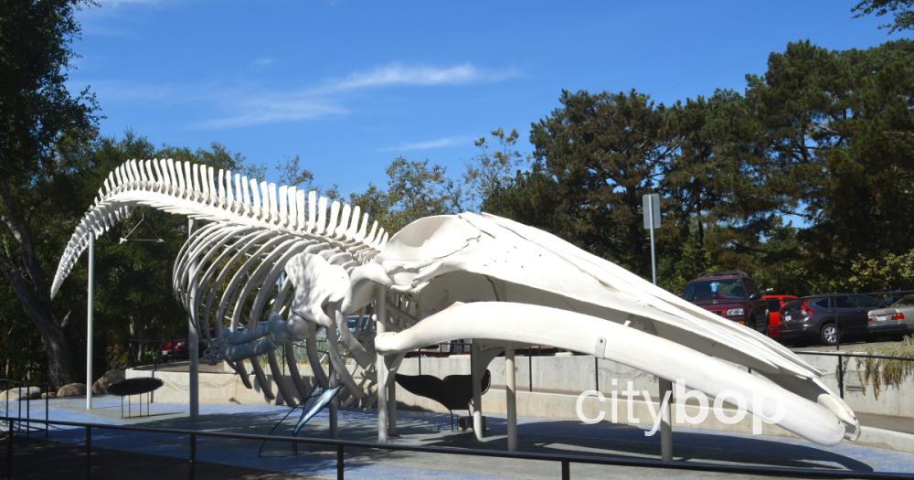 10 BEST Attractions at Santa Barbara Museum of Natural History